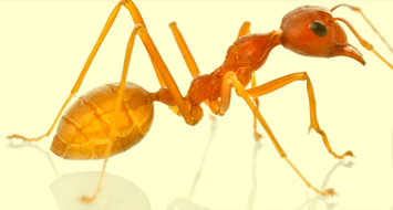 Siklus Hidup Semut Rang Rang Penghasil Kroto - GEMA PERTANIAN