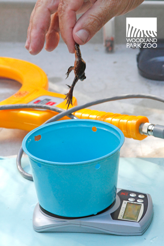 Prepping endangered frogs for release