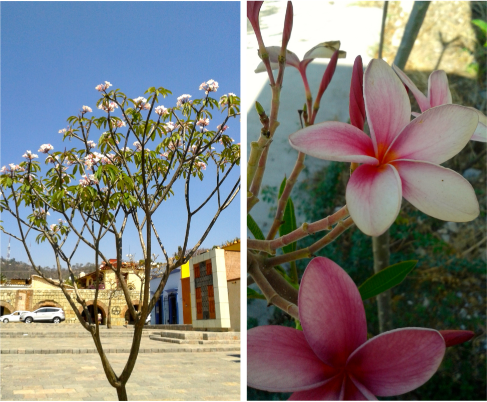 Flavors of Oaxaca: Oaxacan flowers