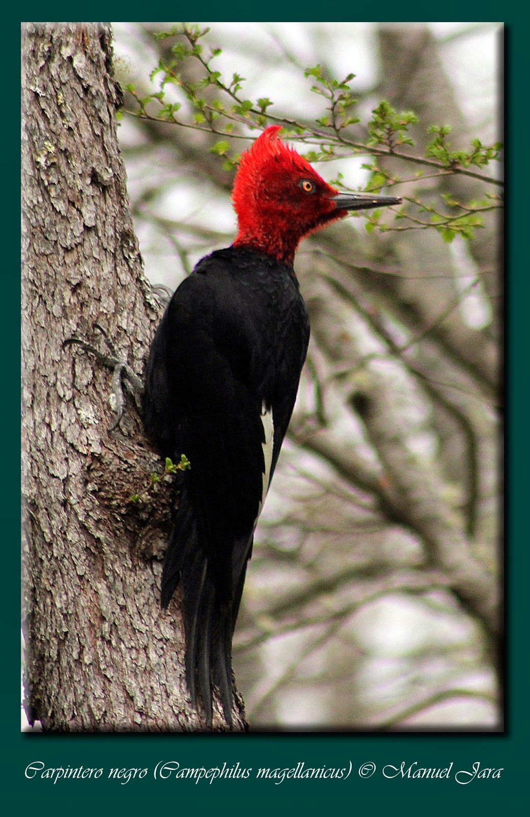 Fotografia de fauna chilena