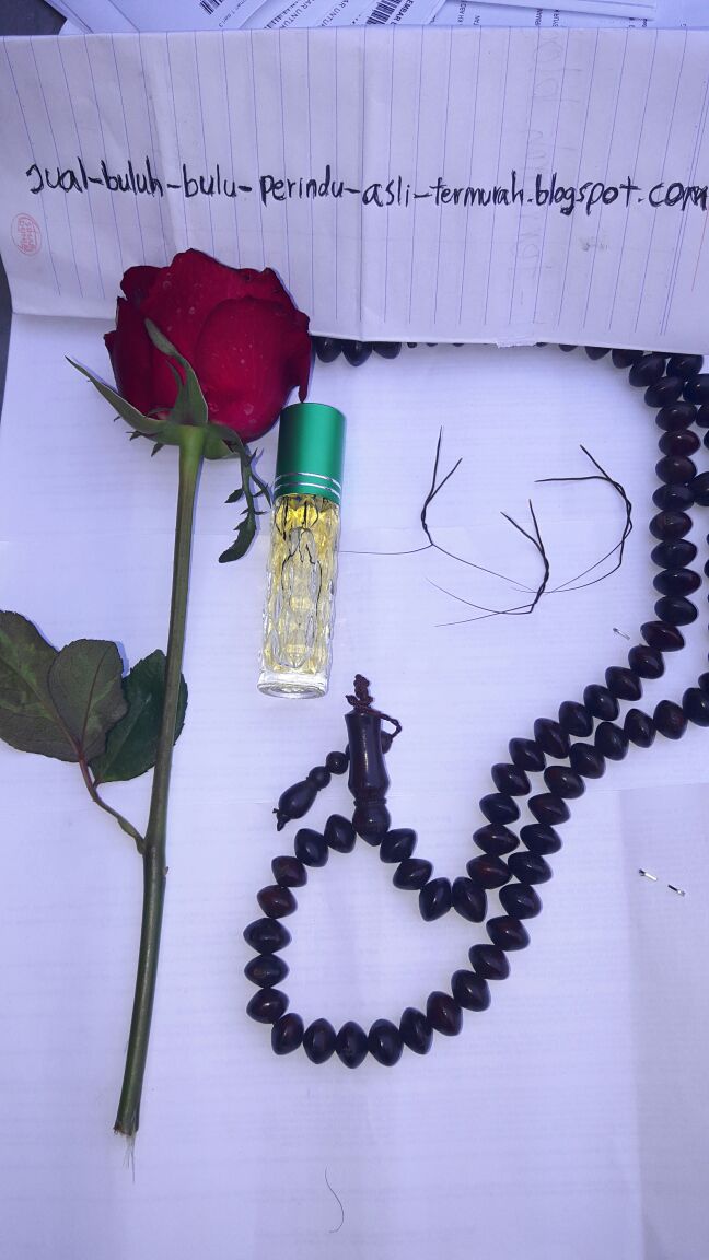 Jual Bulu Perindu Asli Murah & Minyak Buluh Perindu Harga Terjangkau