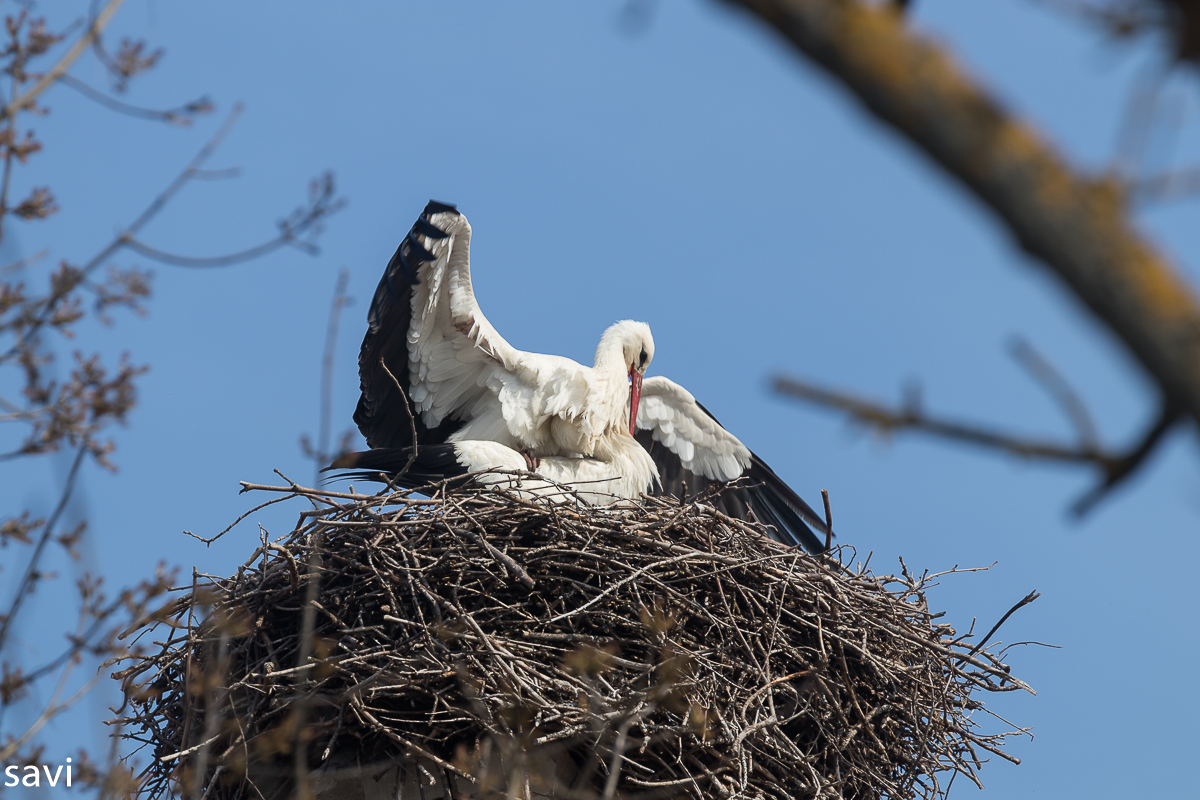 Alles, was atmet, lobe den Herrn! Halleluja