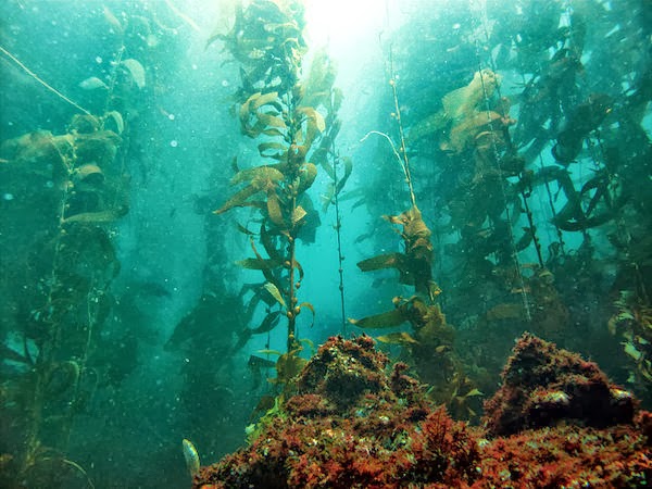 Traveler Guide: Kelp Forests