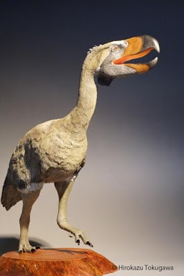 Hirokazu Tokugawa's Paleo Sculpture: Paraphysornis (terror bird) (2015)