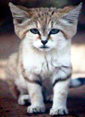 Beautiful Sand Cat Photos, Beautiful Arabian Sand Cat, The Sand Cat ...