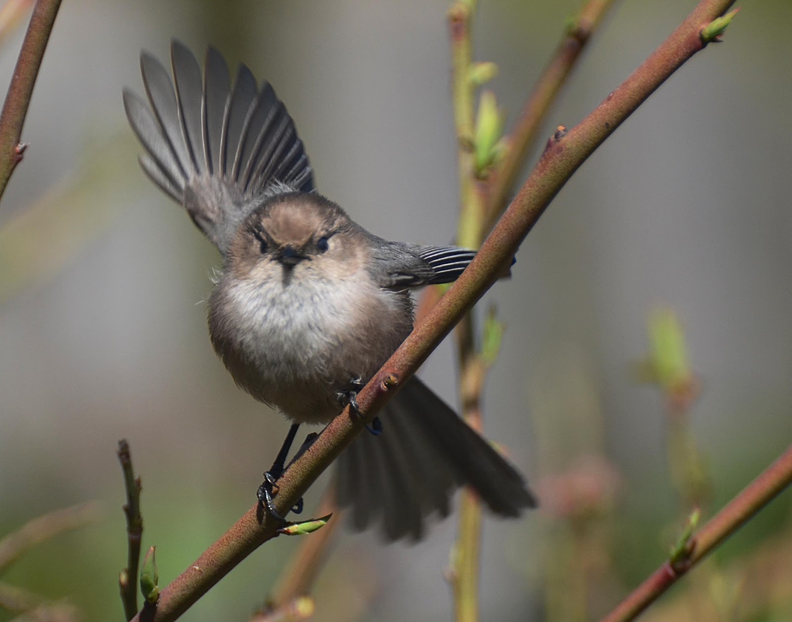 Oregon Backyard Birds, etc.: Bushtit: Dance, Dance