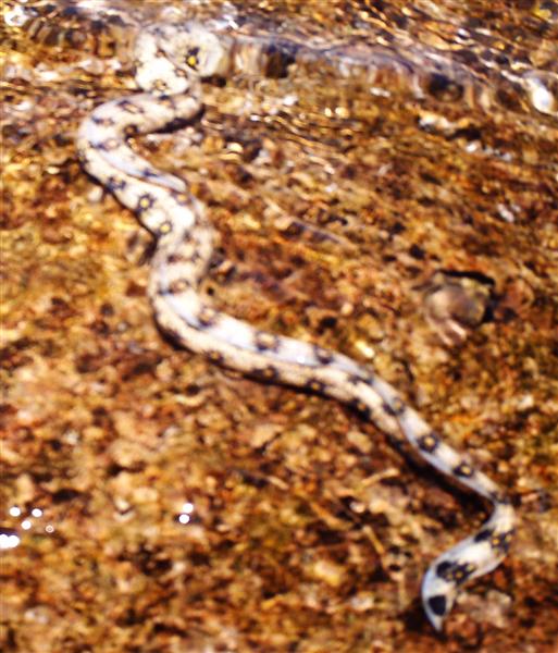 Our North Shore Explore... - HAERR TRIPPIN'