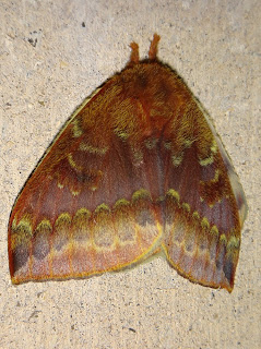 Moths of Cape May County: June 2012