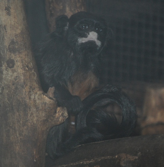 ZOOTOGRAFIANDO (6.100 ANIMALS): TAMARINO LABIADO / WHITE-LIPPED TAMARIN ...