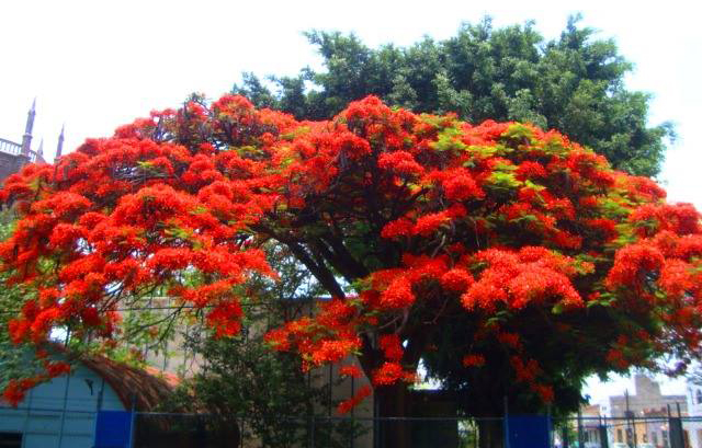 Jaime Ramos Méndez: Tabachín en la calle Niños Héroes de Zamora ...