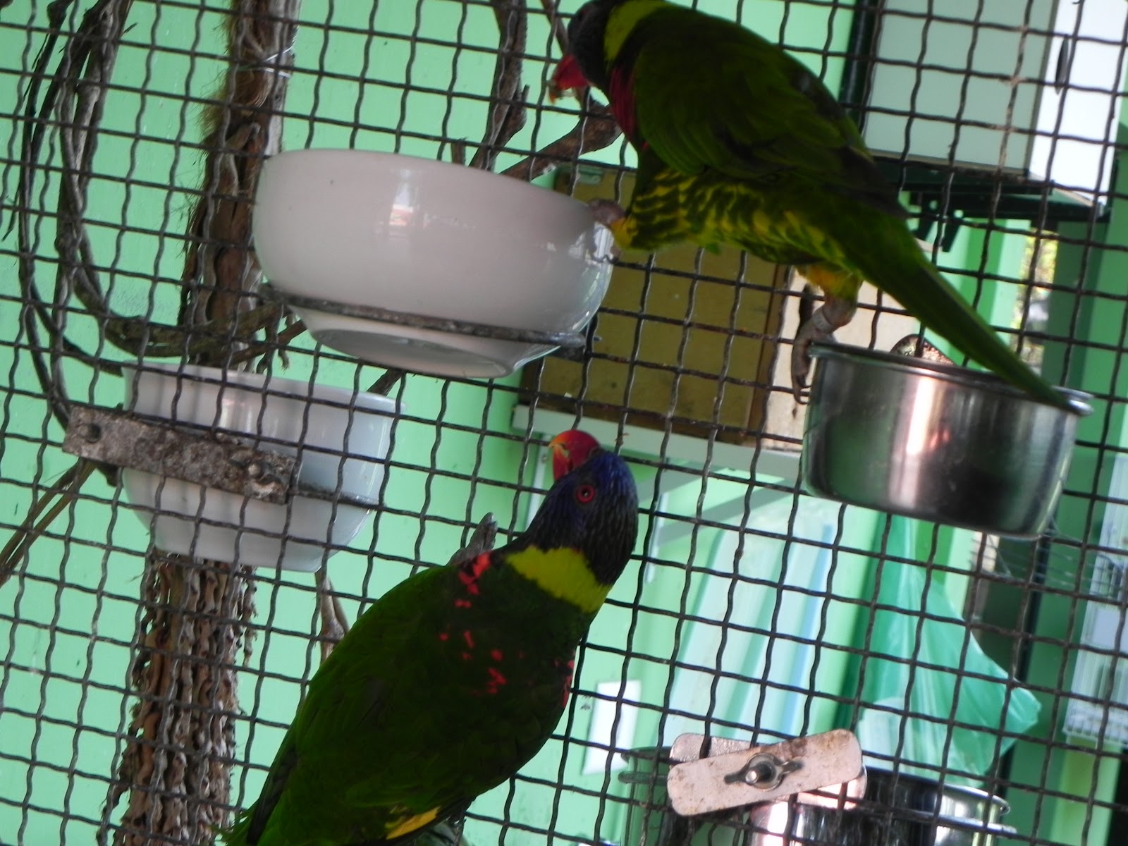 Viveiro Harmonia: LÓRIS ARCO-ÍRIS