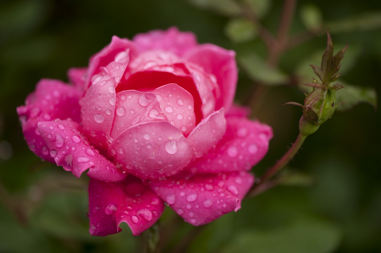 "Cerita Setiap Langkahku": Arti di Balik Warna Bunga Mawar Pink