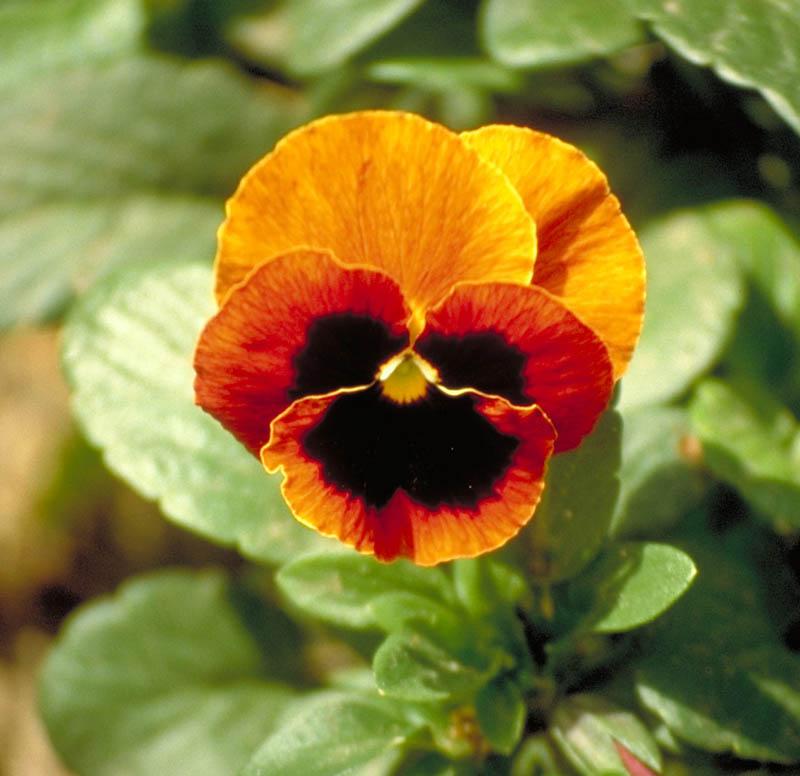 MENEKŞE RESİMLERİ-Manzaralar