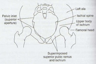 Indahnya Radiologi: Pemeriksaan Pelvis