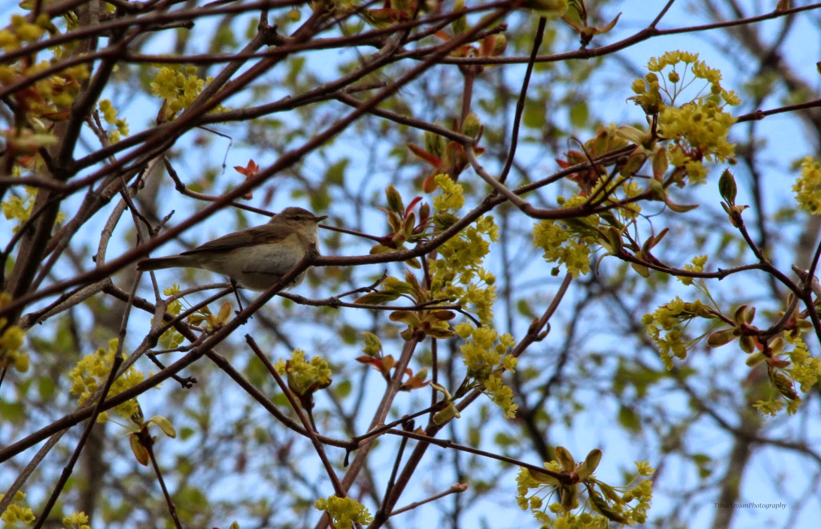 Hetked: Salu - lehelind ( Phyllescopus trochilus )