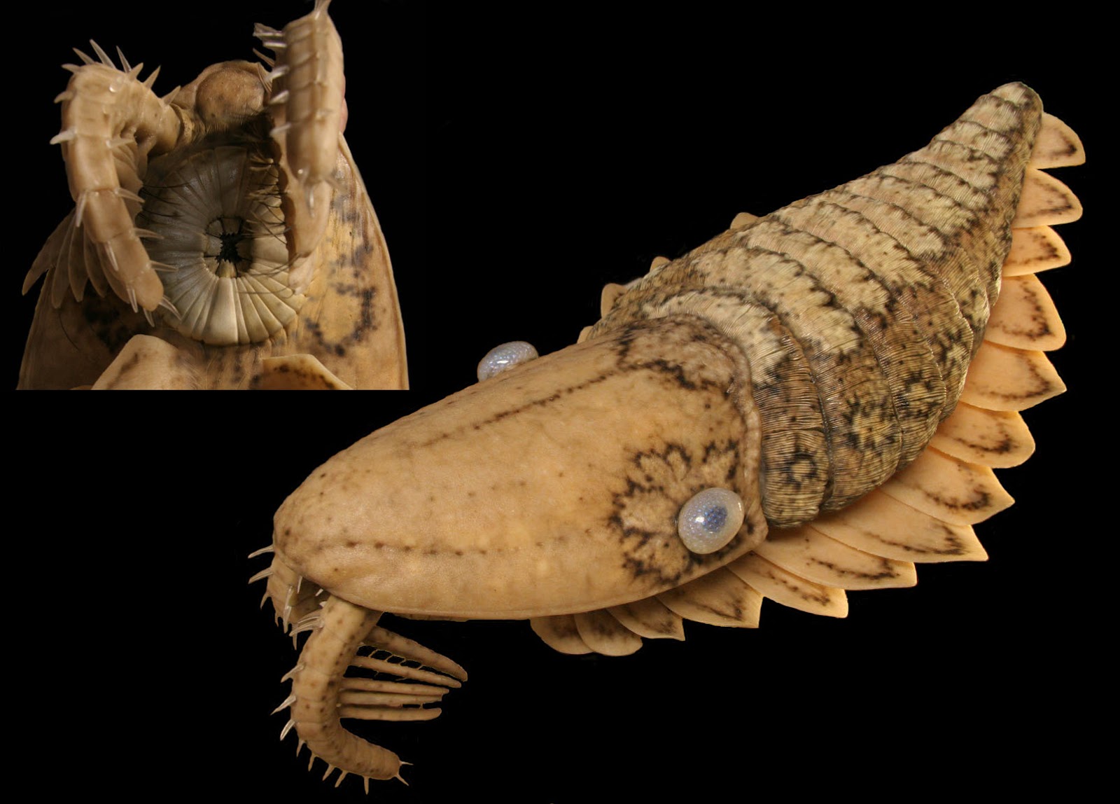 캄브리아기 폭발은 점진적으로 일어났다.