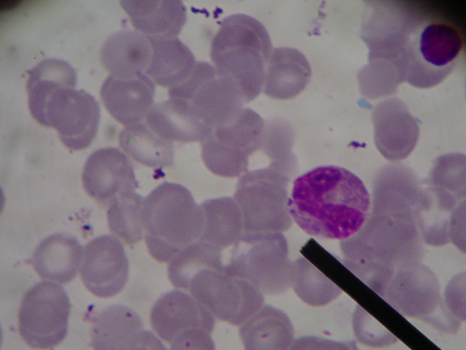 HISTOLOGY ATLAS 3D FOR MEDICAL STUDENTS.