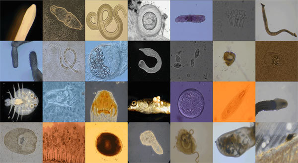 Cours Parasitologie Spéciale | 4 éme Année ~ vétérinaire dz