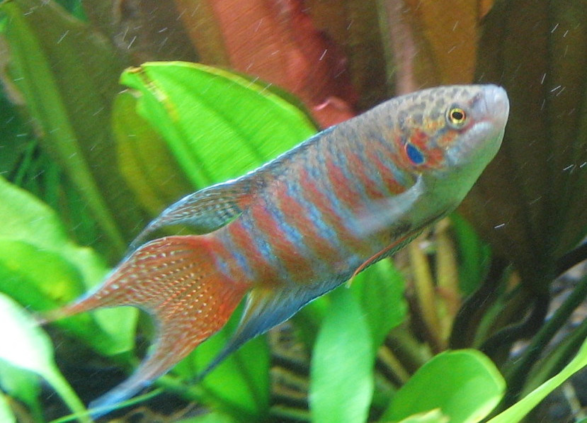 Paradise Fish - Fishes World - HD Images & Free Photos