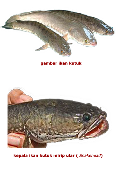 Mengenal Ikan Kutuk / Ikan Gabus | Manfaat Ikan Kutuk / Ikan Gabus...