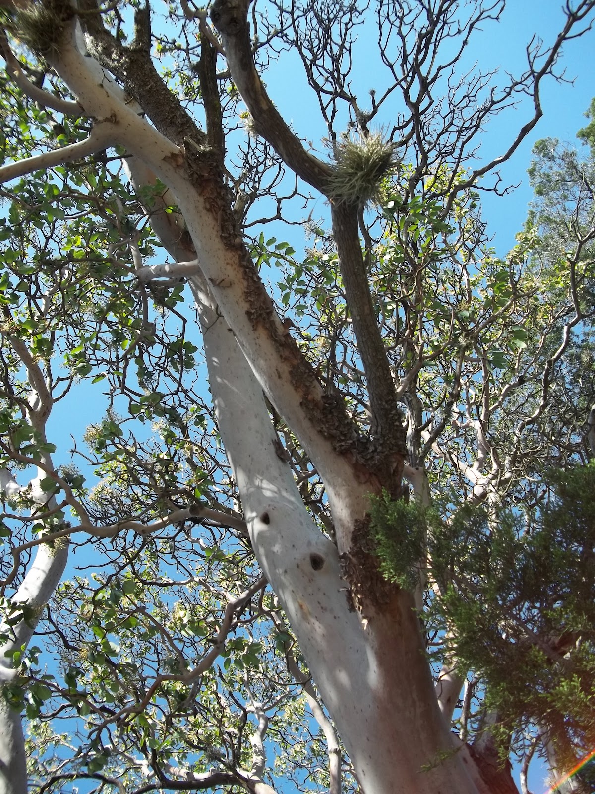Rock-Oak-Deer: This Madrone Stands Alone