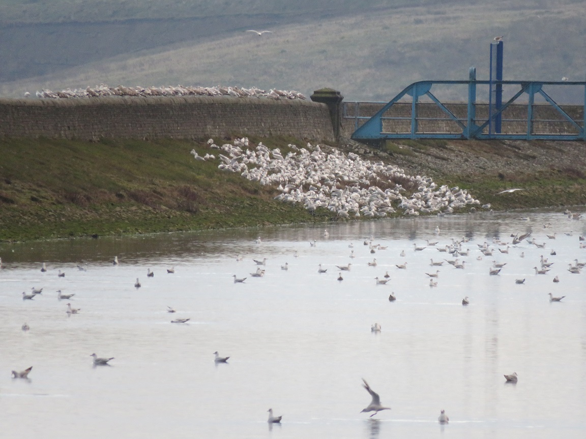 Dannysbirds: Local Reservoir Gull Roost
