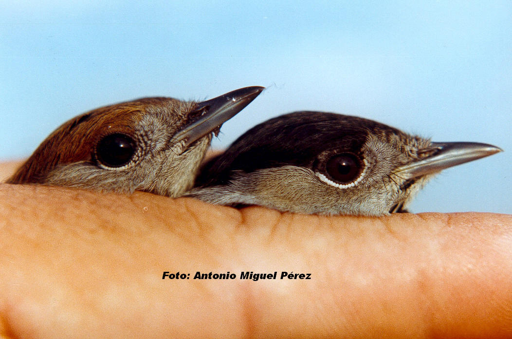 ESTACIÓN BIOLÓGICA DE LOS MONTES DE MÁLAGA: Las currucas observables en ...
