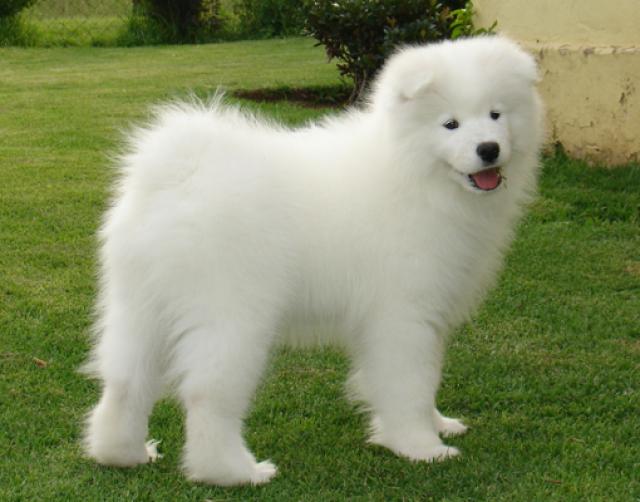 LOS PERROS MAS FINOS Y RAROS, PERO A LA VEZ HERMOSOS DEL MUNDO