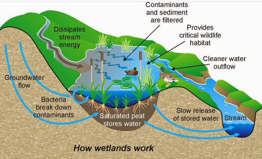 Humedales de Coto Brus: Importancia de los Humedales