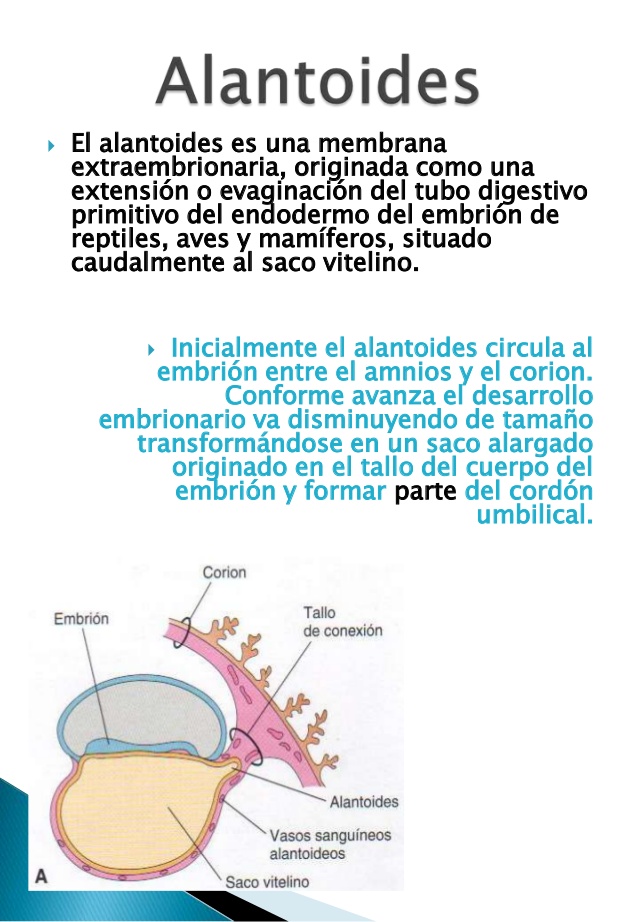 Embriología Primer semestre