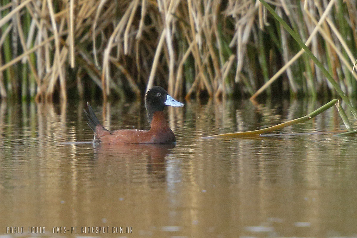 mis fotos de aves: Oxyura ferruginea Pato Zambullidor Grande Andean Duck
