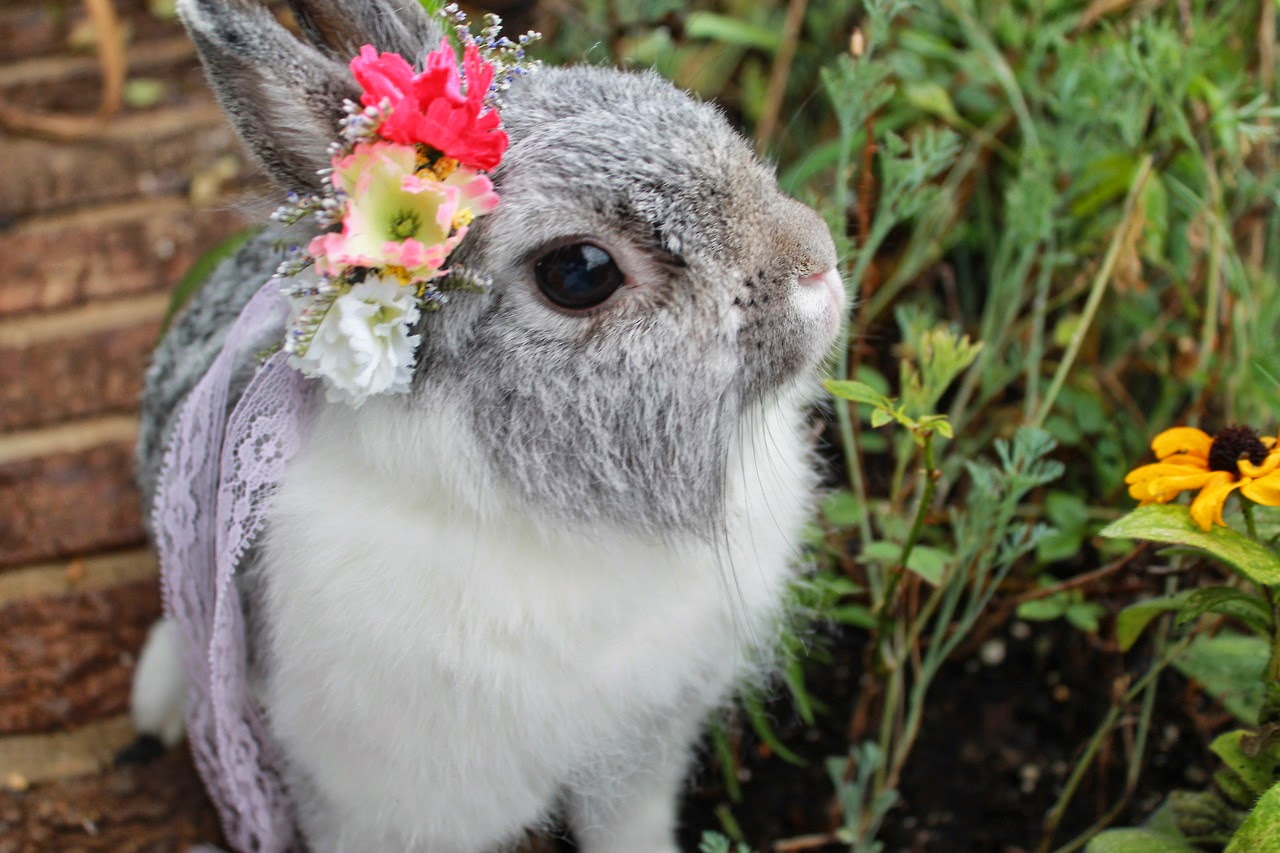 White Wolf : Beautiful Photos Of 25 Animals Who Are Enjoying Spring