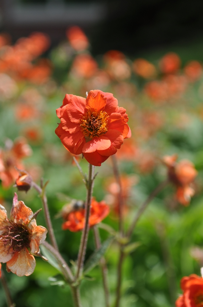 CO-Horts: “Top Performer” Perennials from the 2018 CSU Perennial Tial