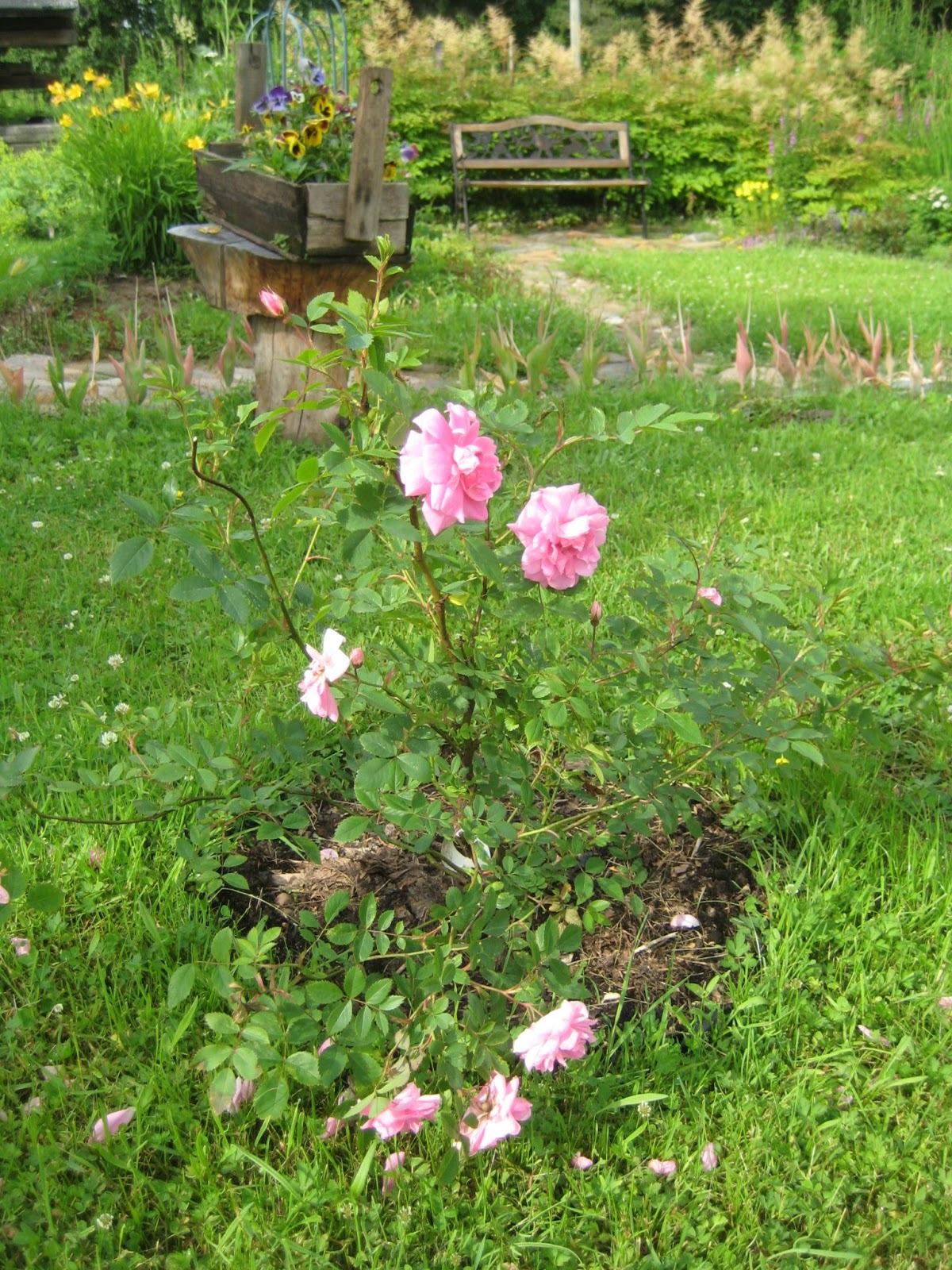 Metsätontun Ruusutarha: Valitsin ilon!