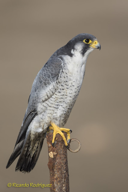 Aves Ricardo Rodriguez: Halcón peregrino "calidus" (Falco peregrinus ...