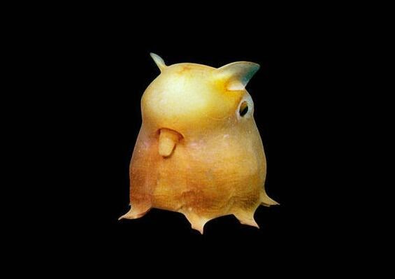 Everything Under The Sun: 10 Weirdest Sea Creatures