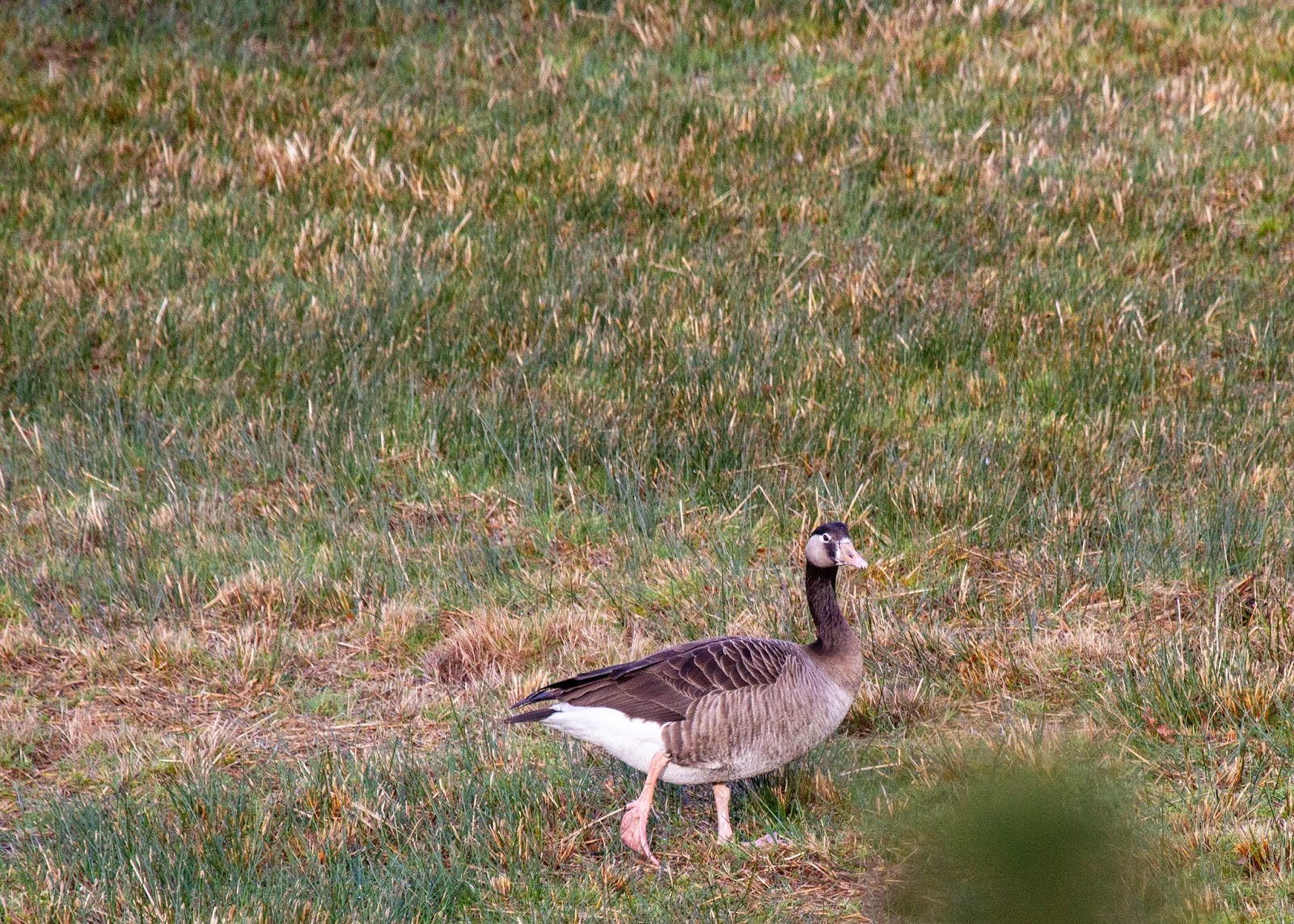 Ceredigion Birds: Hybrid Canada/Greylag Geese