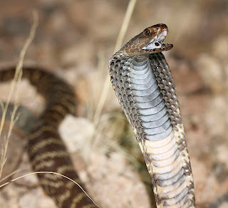 Zebra snake | Fun Animals Wiki, Videos, Pictures, Stories
