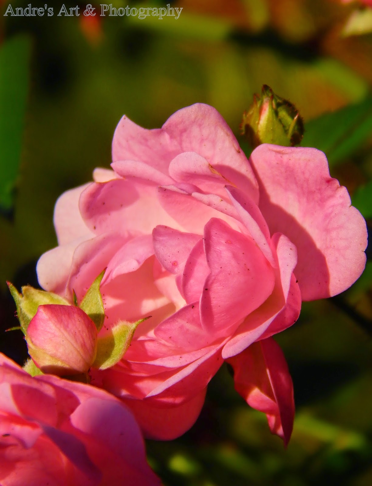 Through The Camera's Eyes: Andre's Photography Blog: An October Rose Is ...