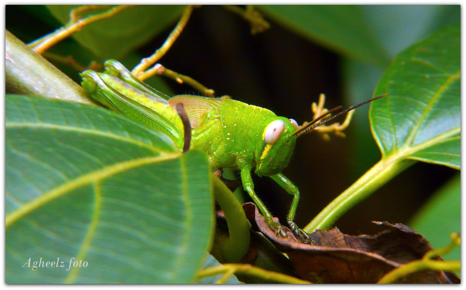 Agheelz Go Blog: Belalang Yang Bersembunyi