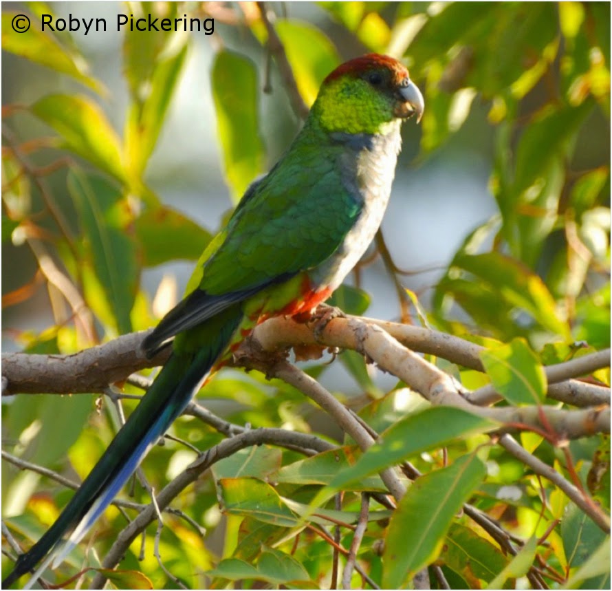 Leeuwin Current Birding: South-west Endemics Part 4: Red-capped Parrot ...