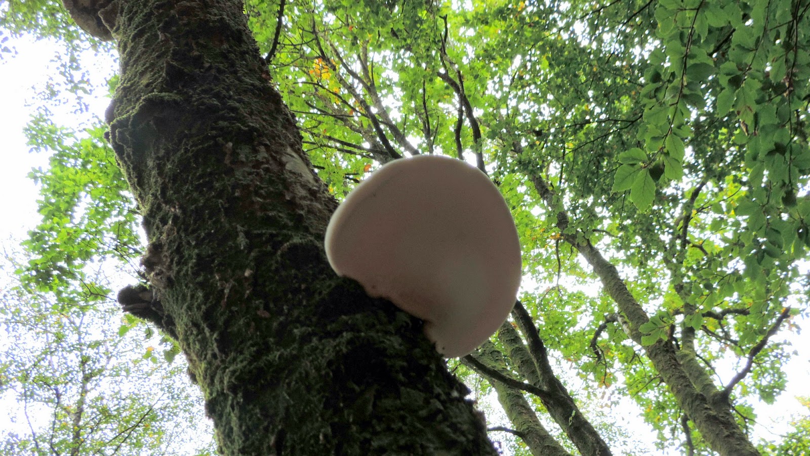 The Glebe Blog: Fungi September 2014