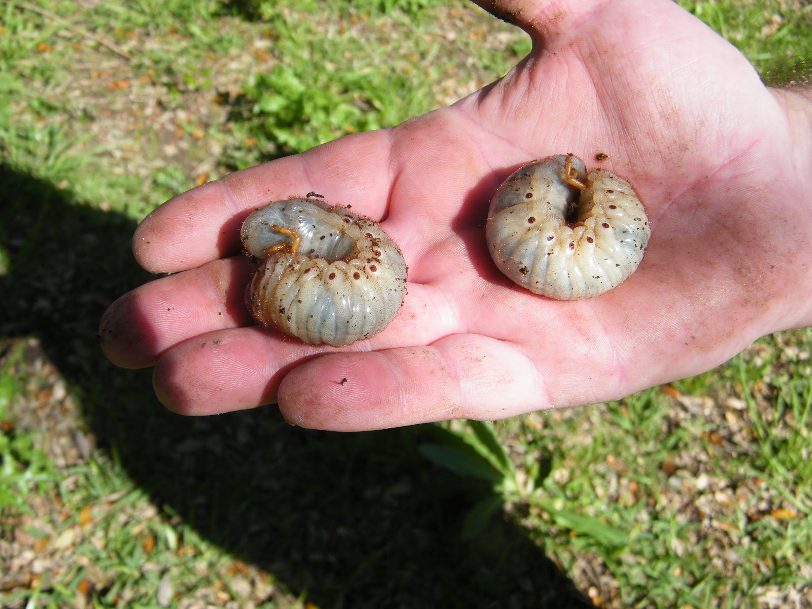 Home Of A Feral Biologist Rhinoceros Beetle Grubs