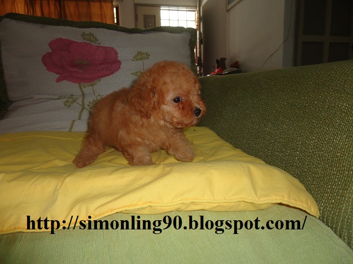 Welcome To: YouAndMePets Enterprise: [Sold Out] Light Brown Tiny Toy Poodle