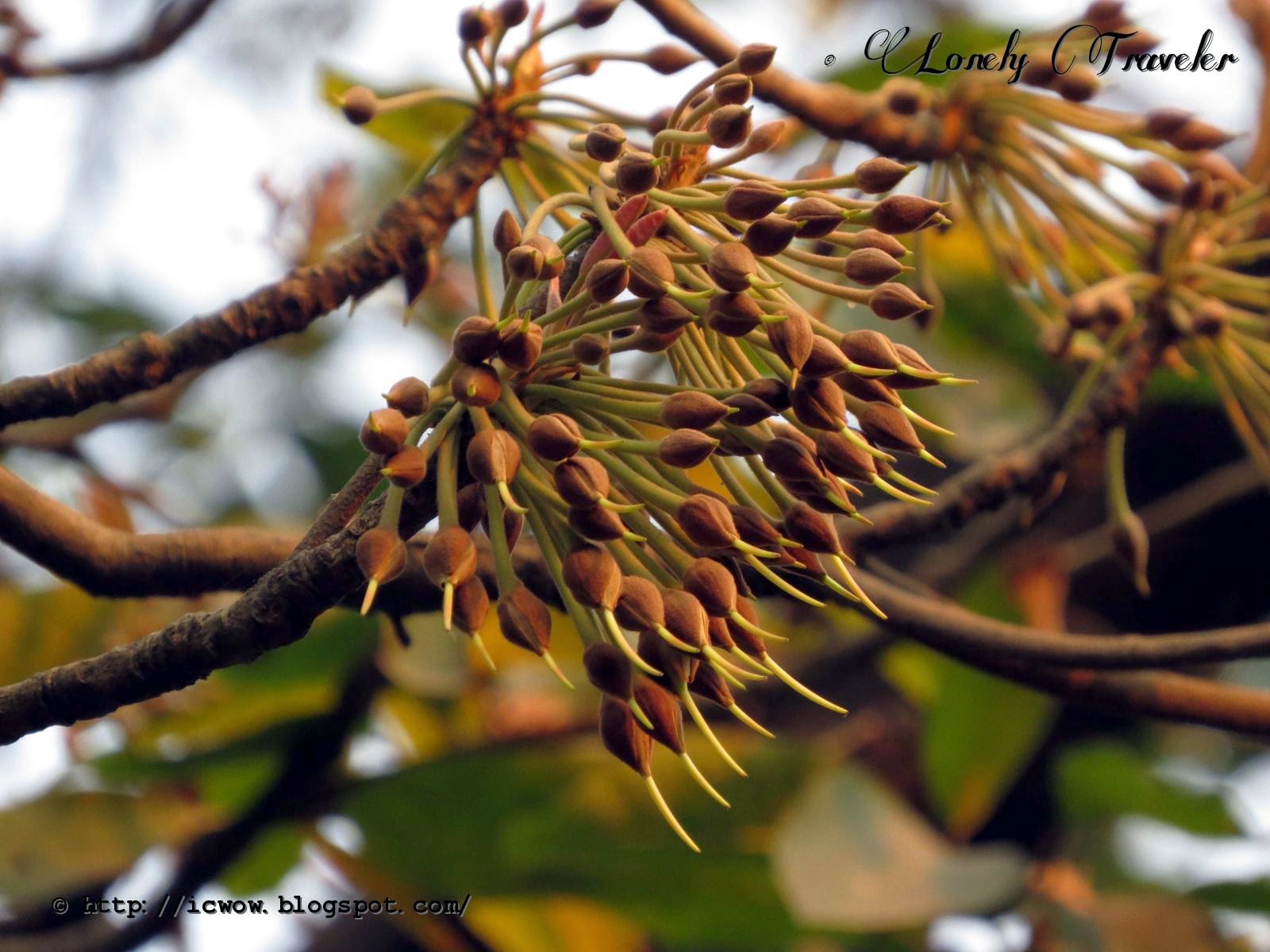 Mohua ful (মহুয়া ফুল) - Madhuca longifolia