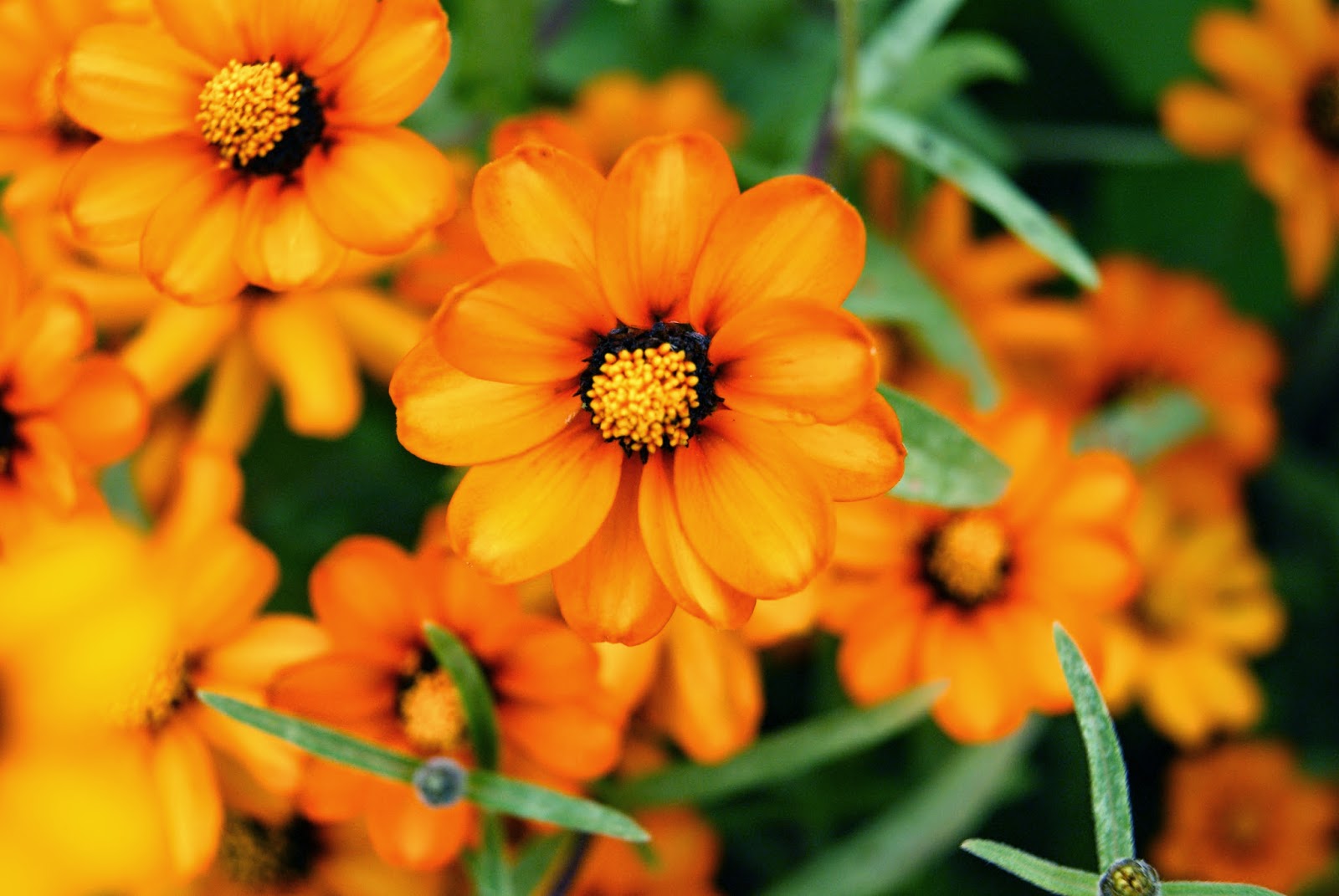 Today's Flowers: The Color of Summer Heat