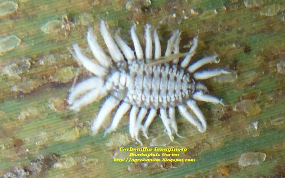 Agrobambu/Bambuplatz Garten: INSETOS DO BAMBU - BAMBOO INSECTS
