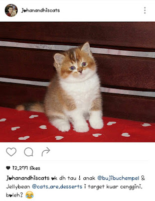 pink bubblegum princess: Pasangan Kucing popular Malaysia | Bujibu ...