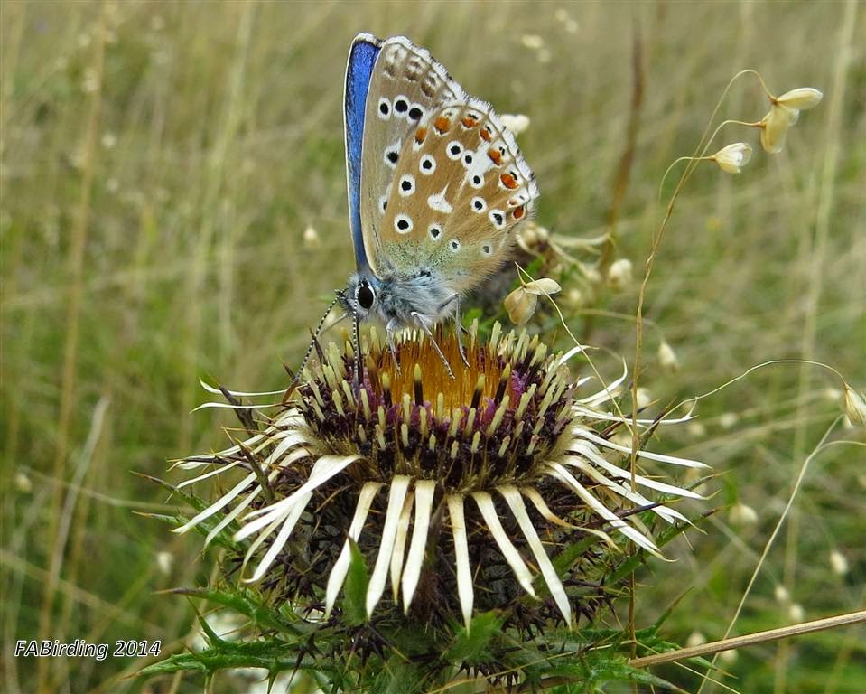 Wildlife Watching with FAB.: Adonis Blue.