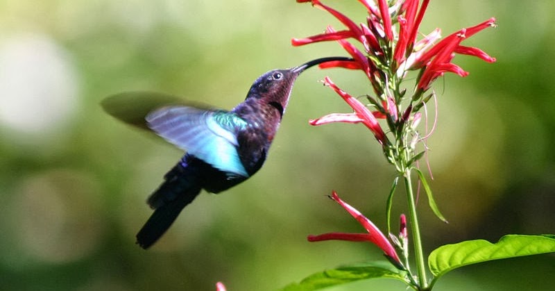 WHAT DO HUMMINGBIRDS EAT? |The Garden of Eaden